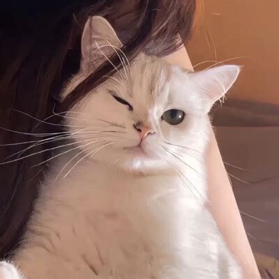 猫猫头像 高清图片，堆糖，美图壁纸兴趣社区
