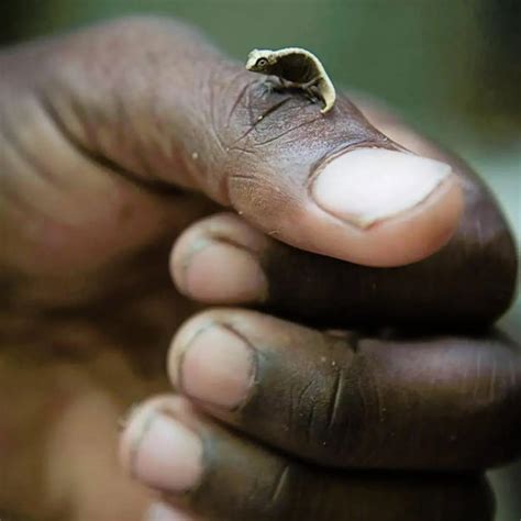 This Tiny Madagascar Chameleon Scrolller