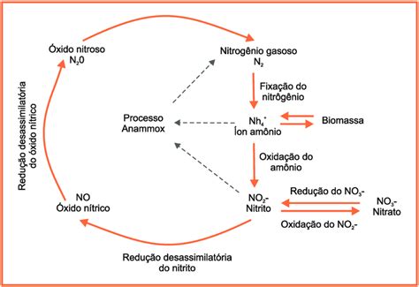 Diagrama Do Ciclo Do Nitrogenio Rotulado Diagrama Infográfico Ciclo