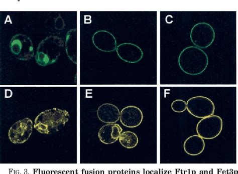 Brachybacterium Sp Cu1 Semantic Scholar