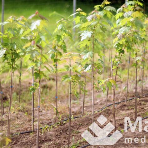 Klevas Sidabrinis Acer Saccharinum Mačių Medelynas