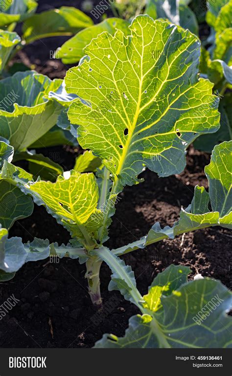 Leaves Young Cabbage Image And Photo Free Trial Bigstock