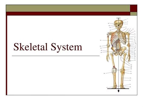 Ppt Skeletal System Powerpoint Presentation Free Download Id249654