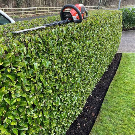 Cherry Laurel Hedge Plants Artofit