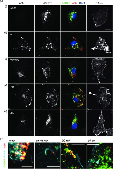 Immunofluorescence Analysis Of Infected Cells Bs C 1 Cells Infected Download Scientific