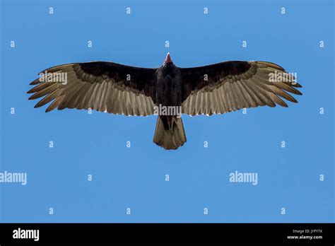 Lesser Yellow Headed Vulture Cathartes Burrovianus In Flight