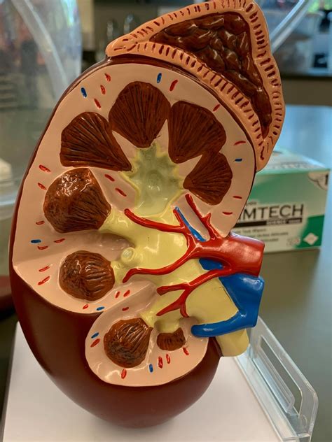 Urinary Lab Diagram Quizlet