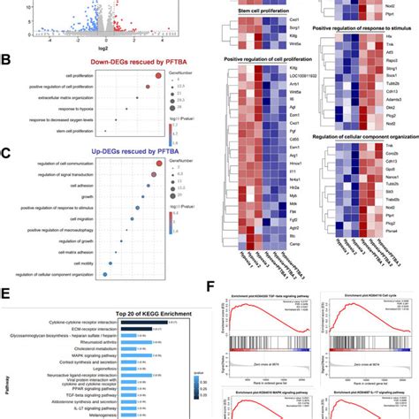 Functional Identification Of Afscs In Vitro And In Vivo A The Work Download Scientific