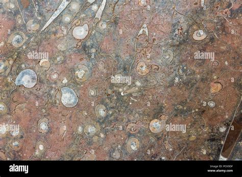 Mineralized Fossils