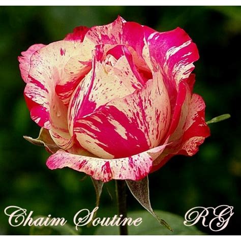 Chaim Soutine Хаим Сутин купить саженцы чайно гибридной розы Rosegrad