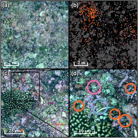 Processing of m² photomosaic plot at FR a Undigitized plot b Download Scientific
