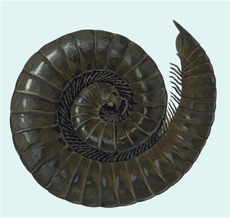 Adw Julusscandinavius