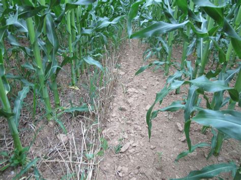 Plant Flexibility And Unhealthy Brace Roots John Kempf