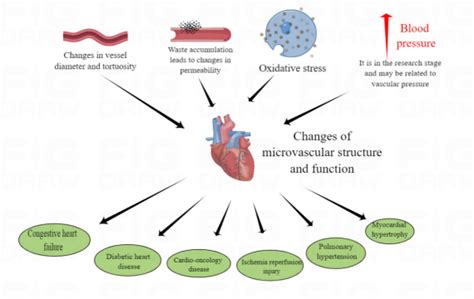 我院研究生导师裴海峰和侯君在国际顶级期刊联合发表重要综述总结心脏微血管损伤氧化应激医学领域研究进展 西南交通大学 医学院