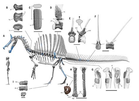 Spinosaurus Mirabilis Sereno Et Al 2026 Is Out Blue Are Bones From