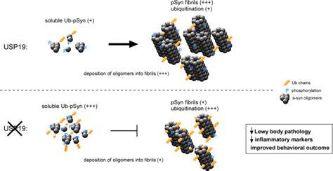 Usp19 Deubiquitinase Inactivation Regulates α Synuclein Ubiquitination