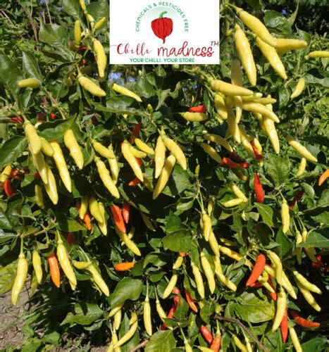 Chilli Cabe An Indonesian Chilli Variety With A Balanced Heat And Flavour 10 Seeds Chilli Madness