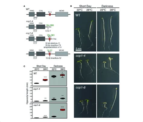 Darkness And Warm Temperatures Rescue The Photomorphogenic Phenotype Download Scientific