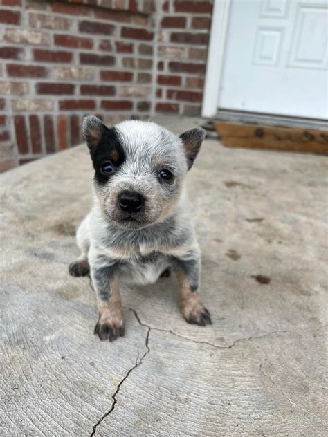 3 J Blue Heelers Added A New Photo 3 J Blue Heelers