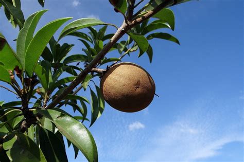 Guía Completa De Cuidados Del árbol De Mamey Cultívalo Con éxito