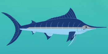 Atlantic Blue Marlin Wild Kratts Wiki Fandom