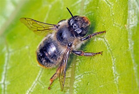 Photo 95444 Anthophora Furcata