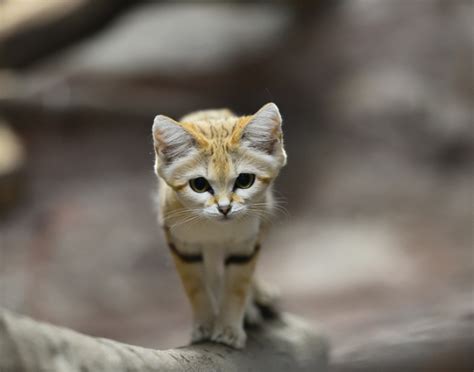 12 Fascinating Sand Cat Facts The Fearless Desert Hunter