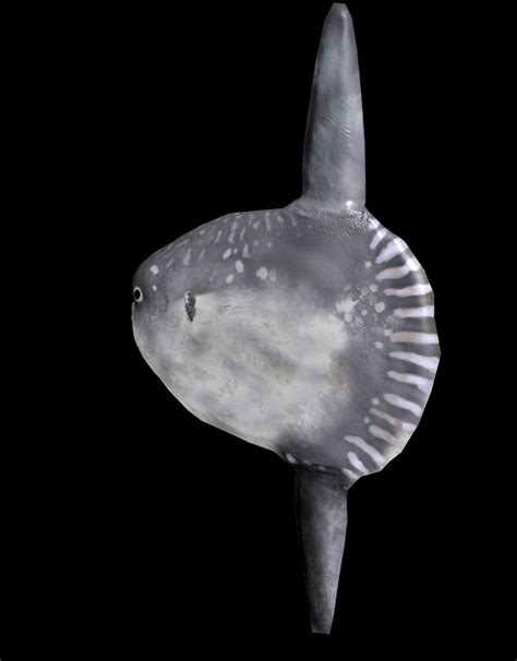 Ocean Sunfish Image Jaws Of Evolution Moddb