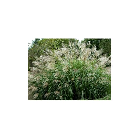 Kininis Miskantas Miscanthus Sinensis Silberfeder C2
