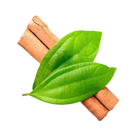 Cassia Leaf Oil Australia Natural