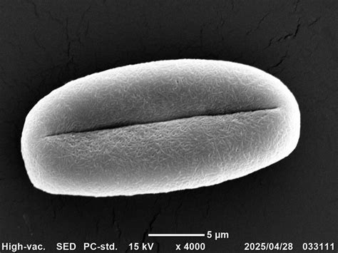 花粉図鑑：シラカシ
