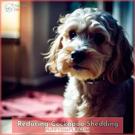 Do Cockapoos Shed Facts On Their Fur Grooming Tips And Shedding Amounts