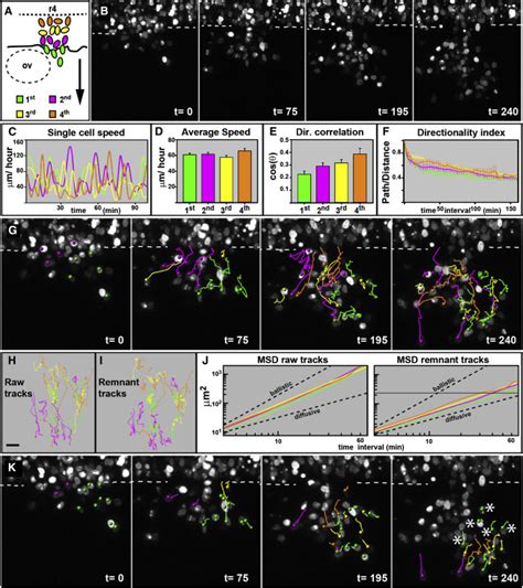 Cnc Cells Are A Homogeneous Migratory Population Download Scientific