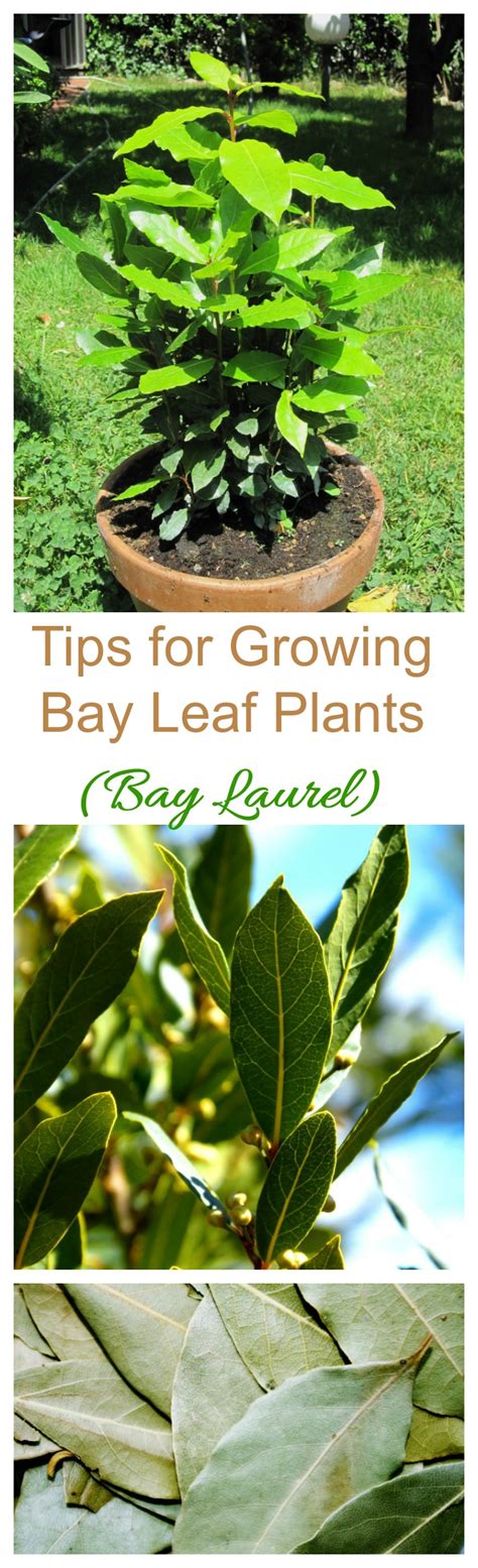 Bay Leaf Plants How To Grow And Care For Bay Laurel