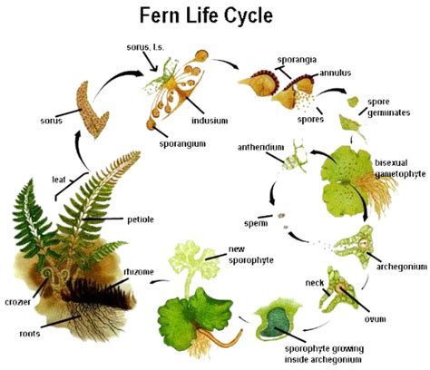 Division Ferns Pterophyta Biologybiology