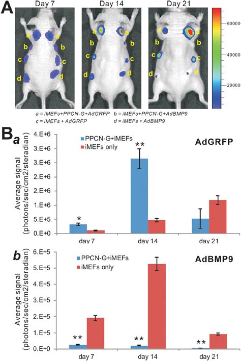 Ppcng Scaffold Facilitates Bmp9 Induced Osteogenic Differentiation Of Download Scientific