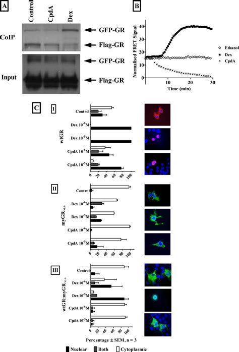 Dex But Not Cpda Results In Ligand Induced Dimerization Of The Gr In