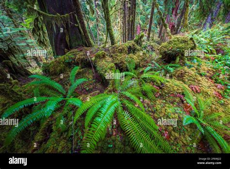The Quinault Rain Forest Is A Temperate Rain Forest Which Is Part Of