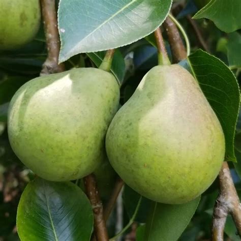 Common Pear Porcupine Hollow Farm