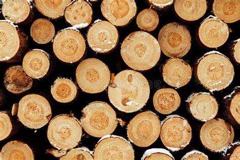 Background From Cuts Of Trees Of Different Species Texture From A Hill