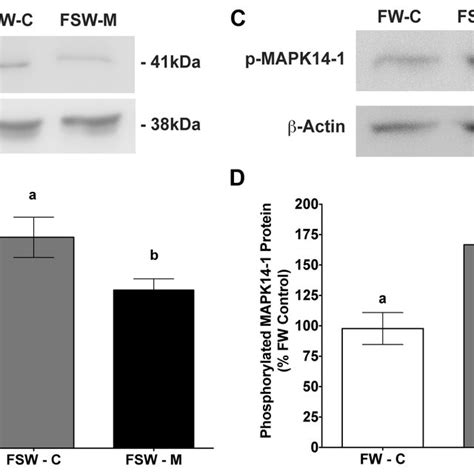 Mapk14 1 And Phosphorylated Mapk14 1 Protein Levels In Gills Of Download Scientific Diagram