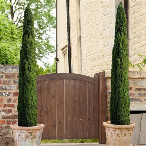 Chiparos Italian Columnar Totem Vesnic Verde Verdena Verdena