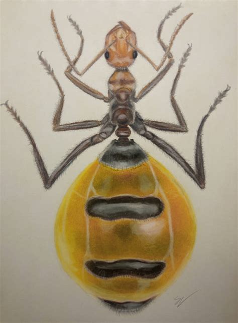 Honeypot Ant By Hoiddoinghoidthings On Deviantart