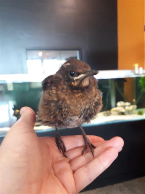 Fledgling Bird Id Rnewzealandwildlife