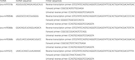 Stem Loop Reverse Transcription Primers For Selected Mirnas Download