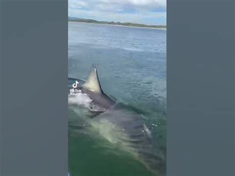 Sharks Of Tik Tok Compilation Part 1 Sharks Crazy Youtube