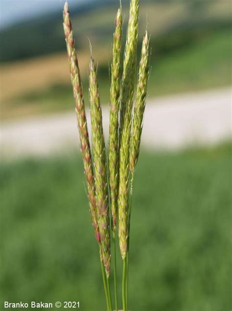 Njivski Lisičji Rep Urbanatura