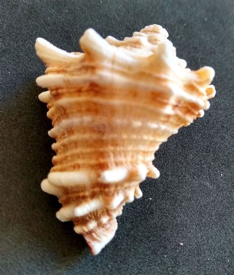 Lote 103 Concha Vasum Cassiforme Elo7 Produtos Especiais