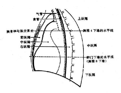 正常胸片解剖（二）