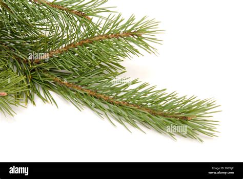 Pine Branch Isolated On White Stock Photo Alamy